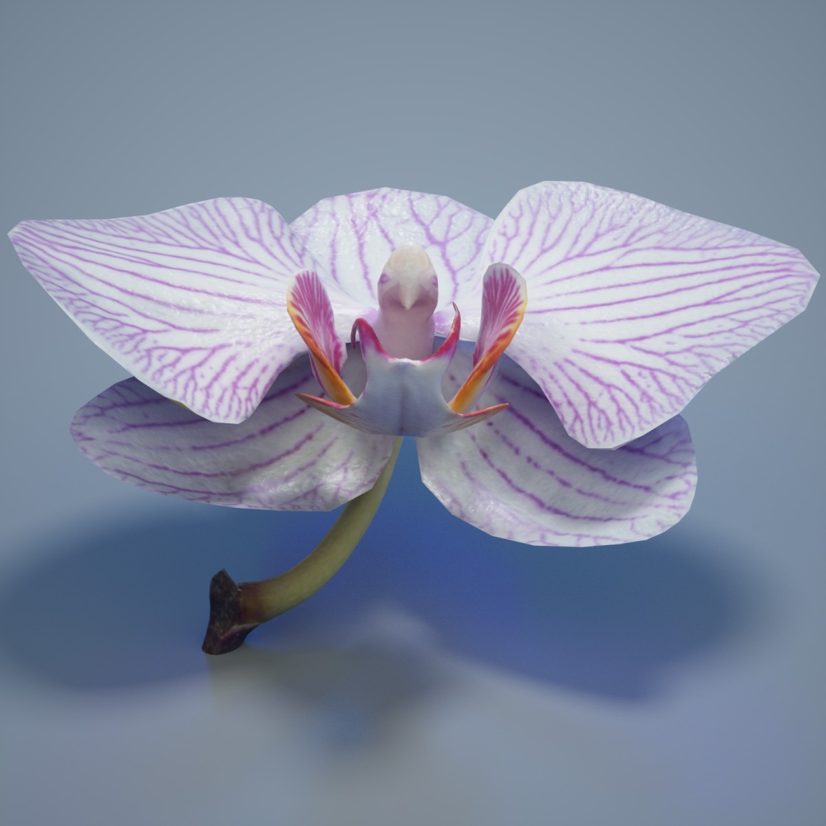 3d model of orchid flower