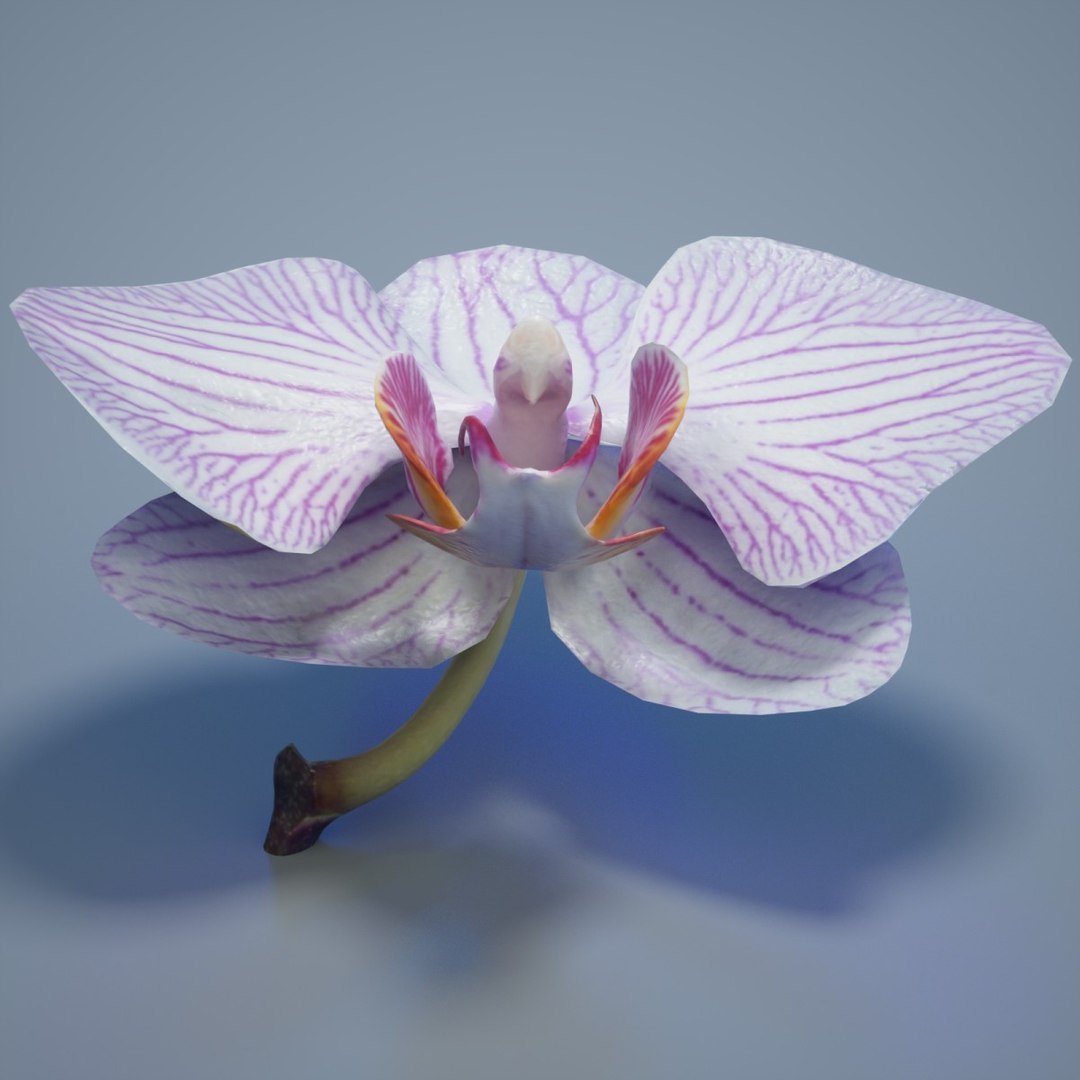 3d Model Of Orchid Flower