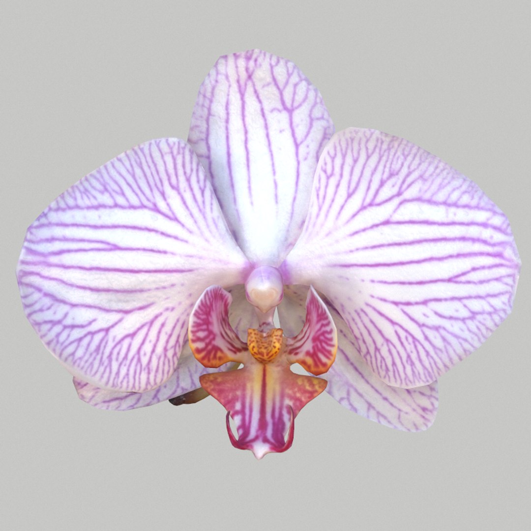 3d Model Of Orchid Flower