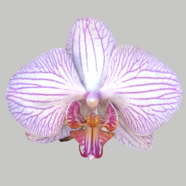 3d model of orchid flower