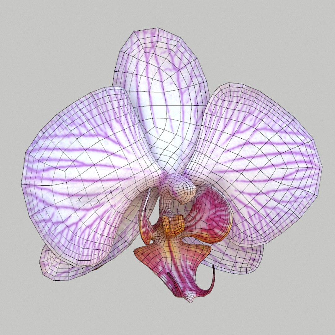 3d Model Of Orchid Flower