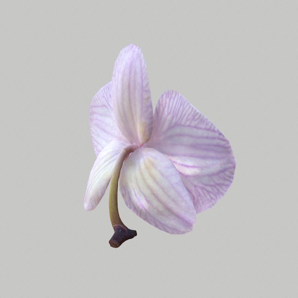 3d model of orchid flower