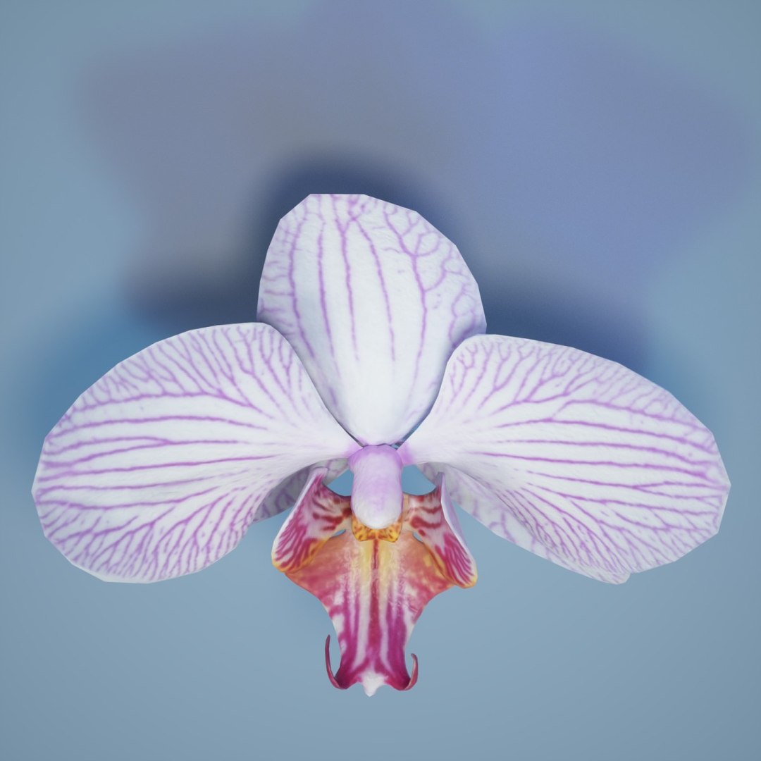 3d Model Of Orchid Flower