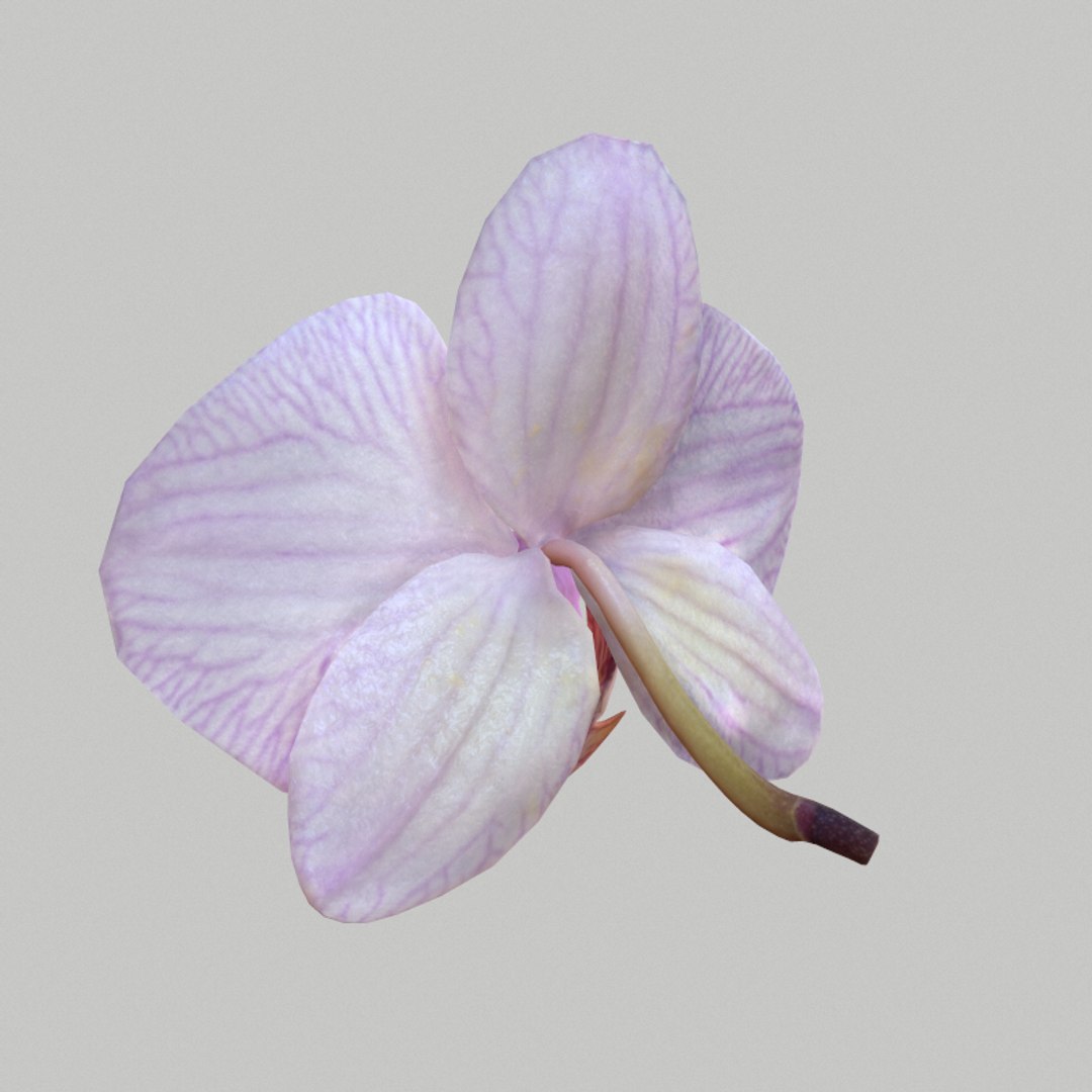 3d Model Of Orchid Flower