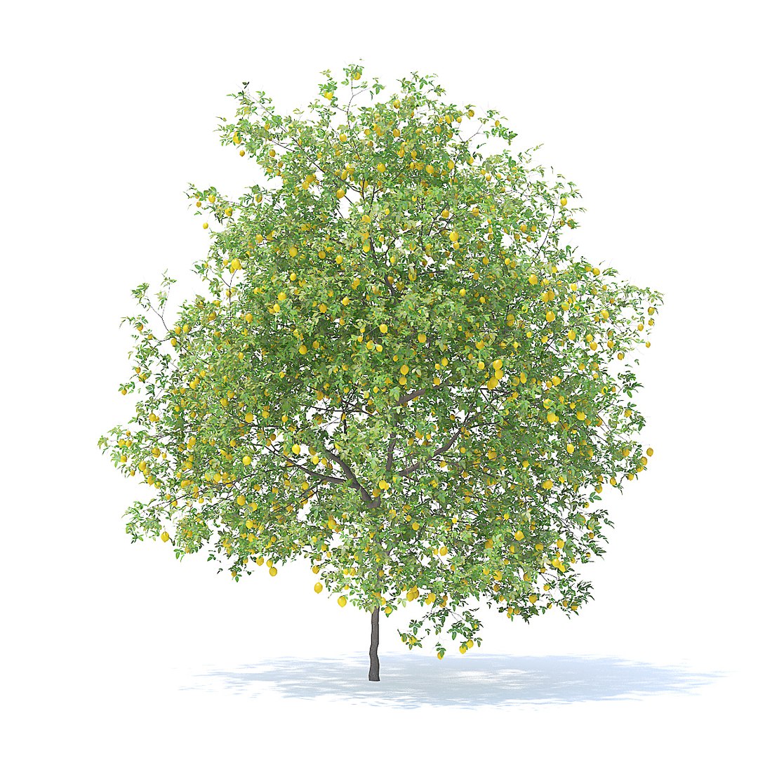 3D Lemon Tree 6m Model - TurboSquid 1253912