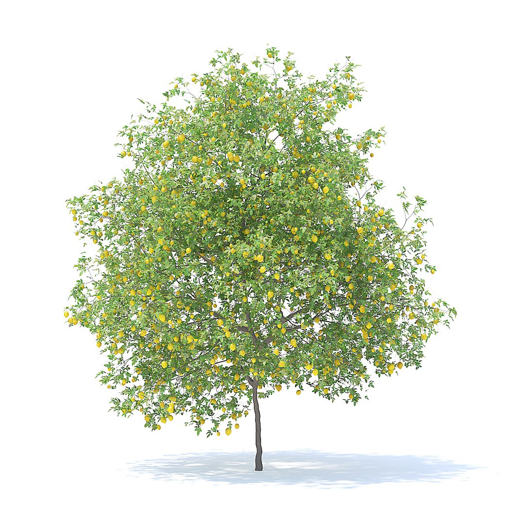 3D Lemon Tree 6m Model - TurboSquid 1253912