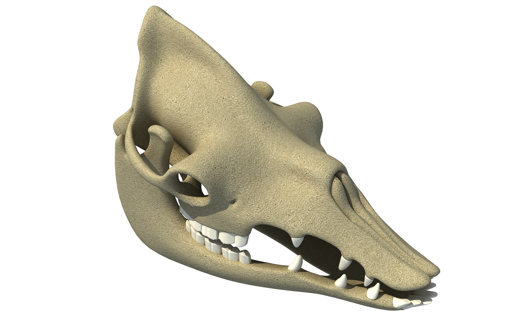 3d Model Dromedary Camel Skull Skeleton