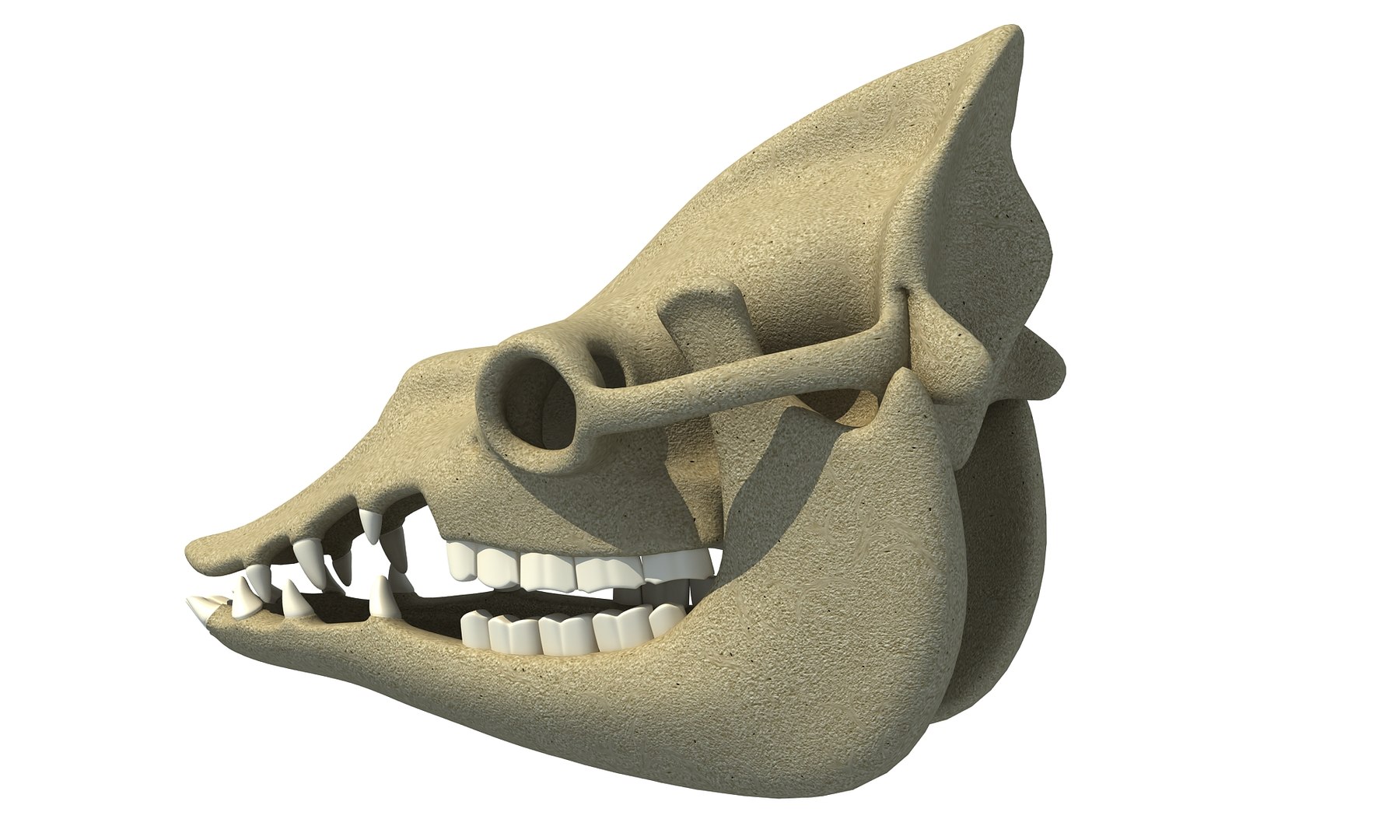 3d Model Dromedary Camel Skull Skeleton