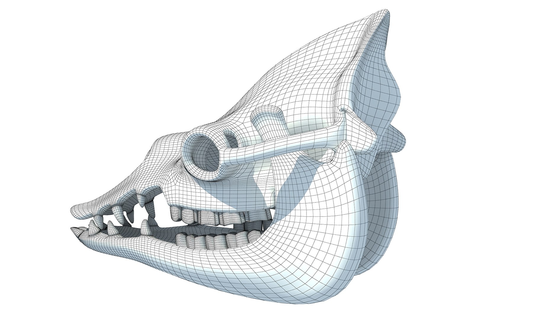 3d model dromedary camel skull skeleton