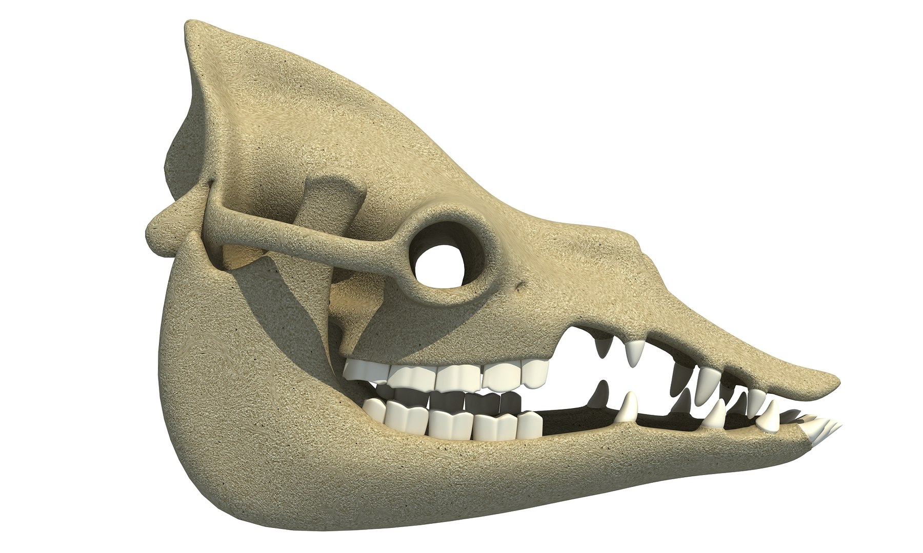 3d Model Dromedary Camel Skull Skeleton