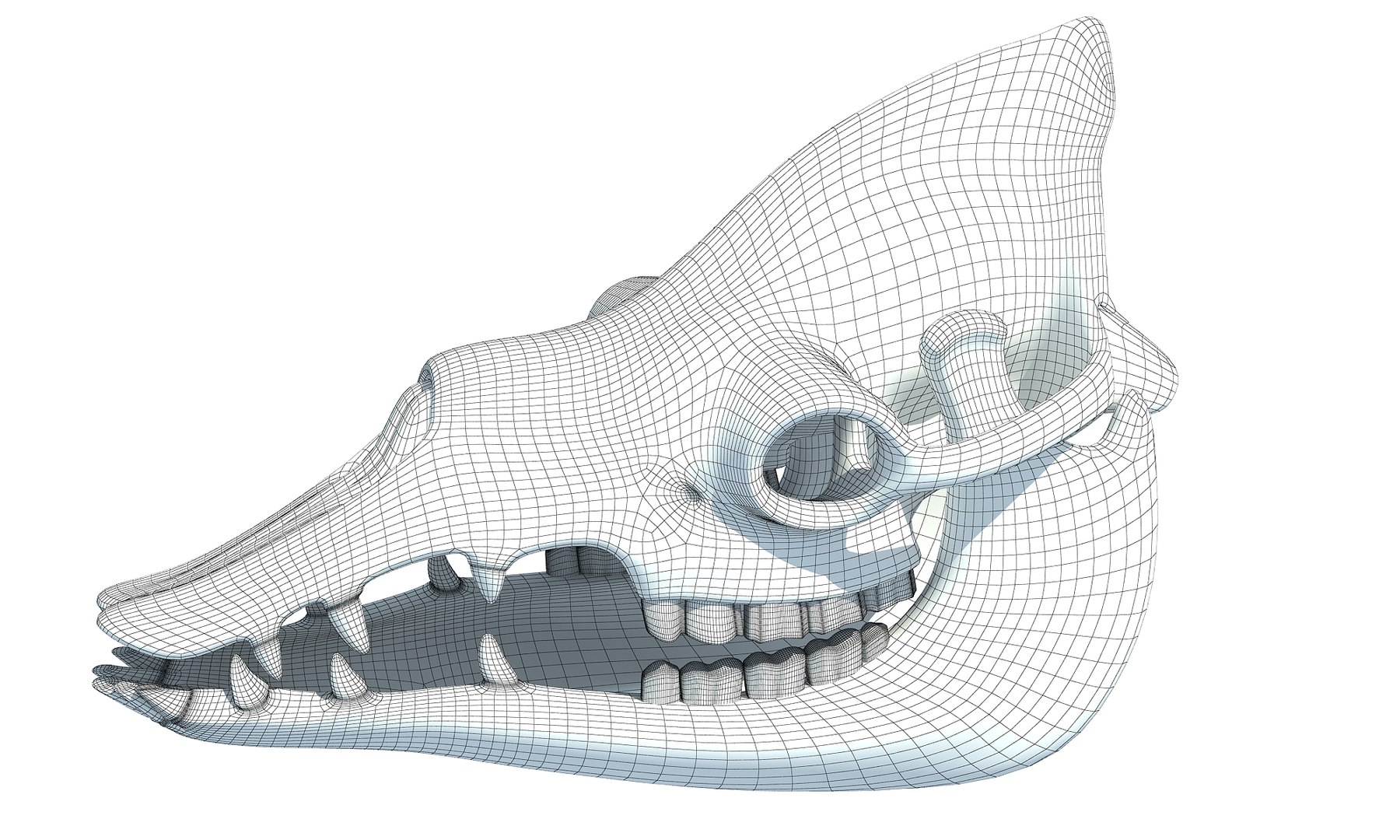 3d Model Dromedary Camel Skull Skeleton
