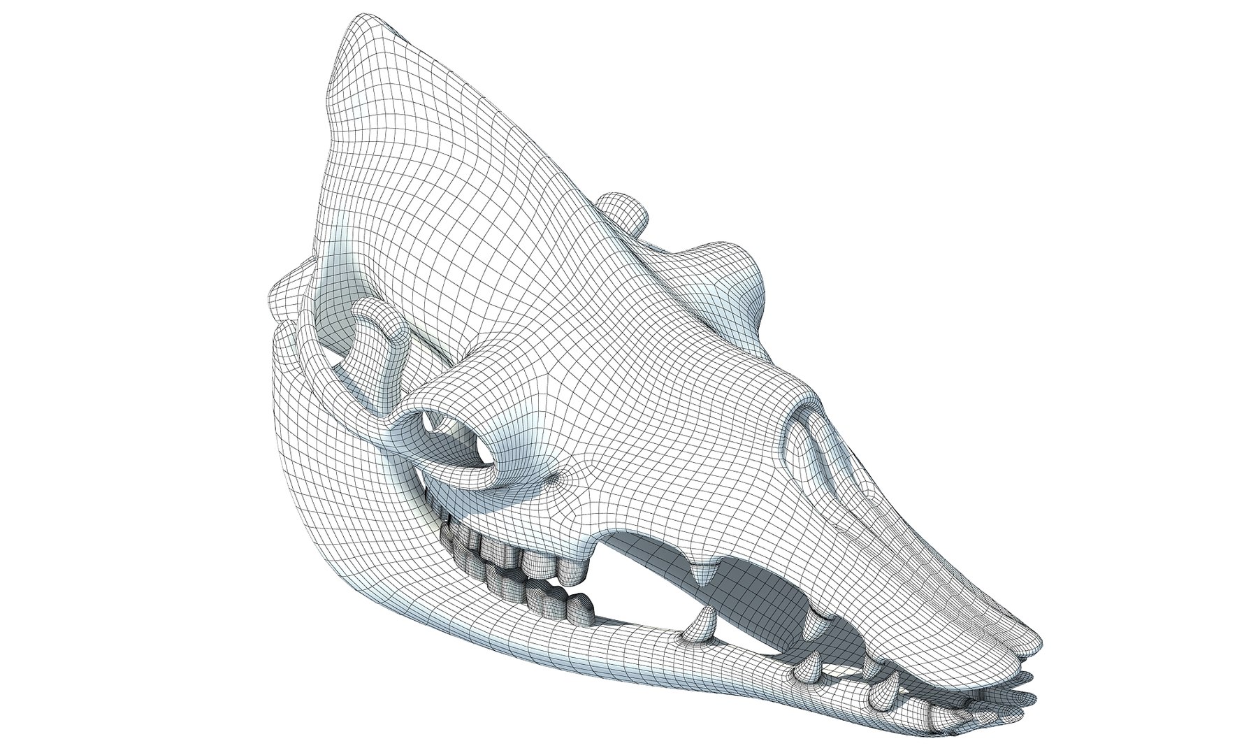 3d Model Dromedary Camel Skull Skeleton