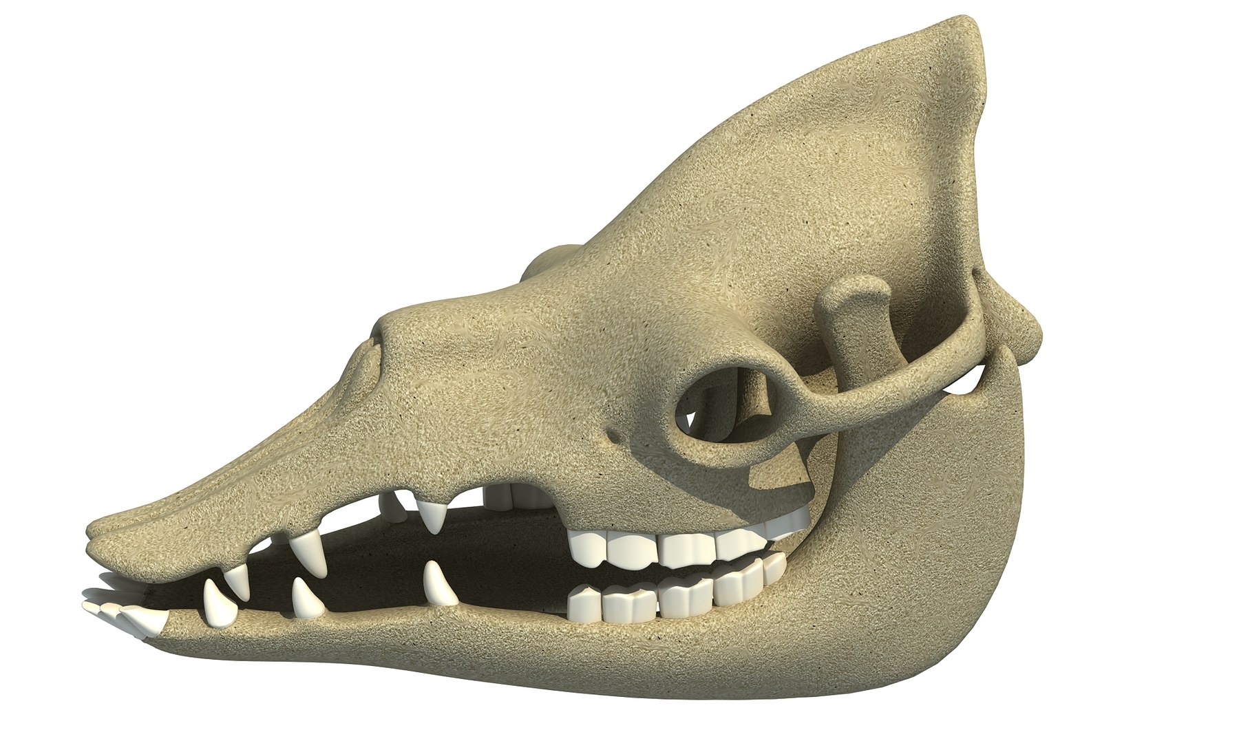 3d Model Dromedary Camel Skull Skeleton