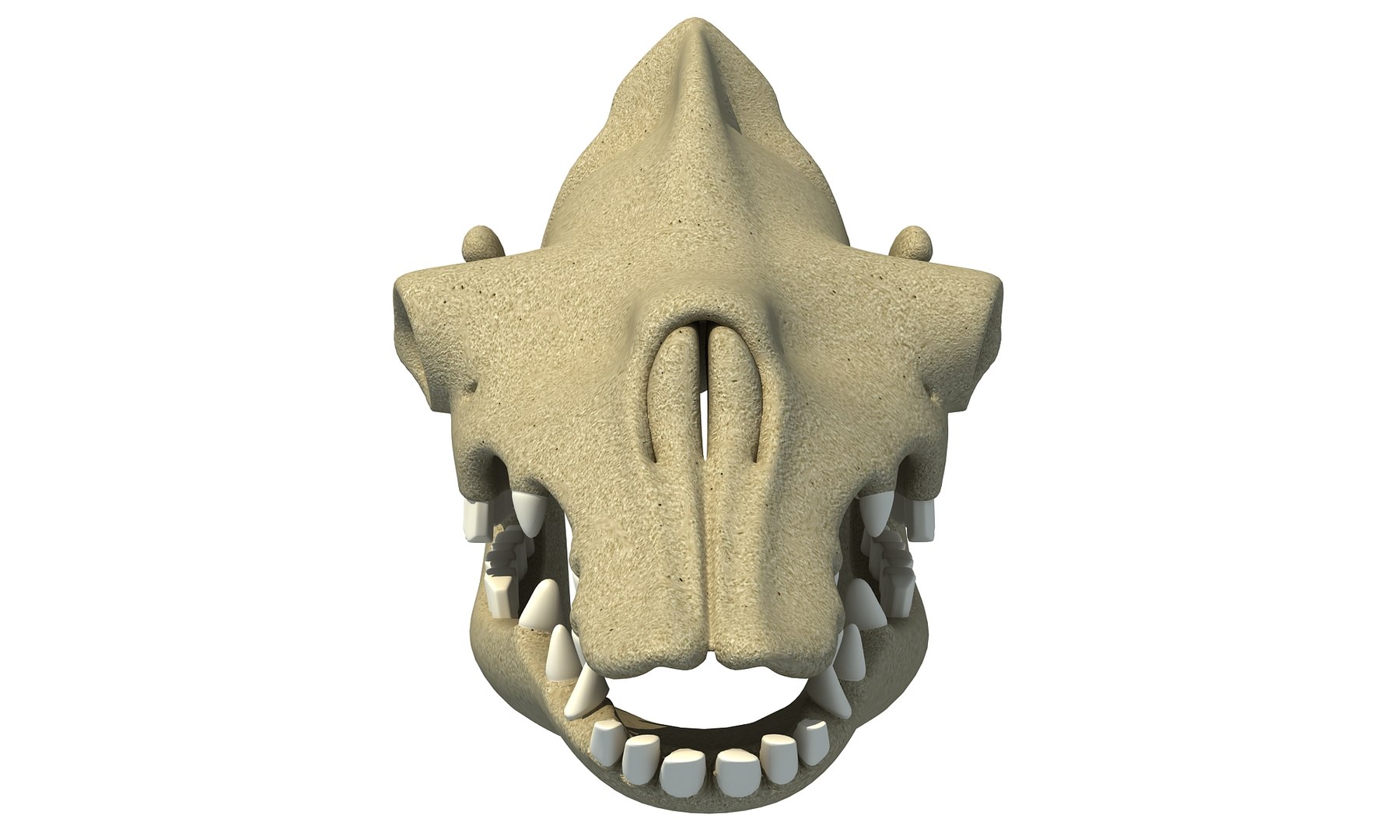 3d Model Dromedary Camel Skull Skeleton