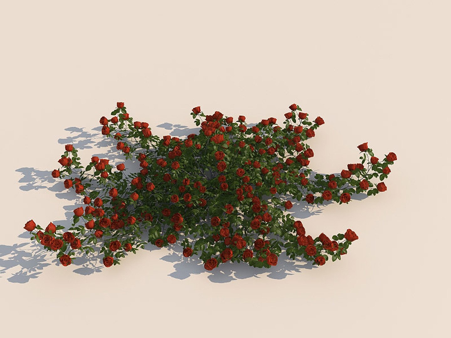 3d Max Roses Flower