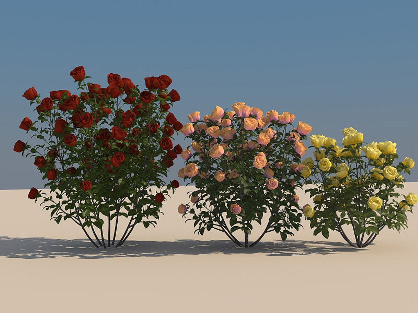 3d Max Roses Flower