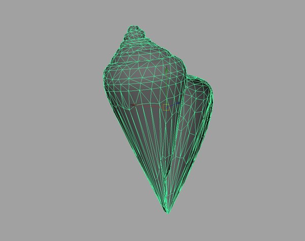 seashell sea shell 3d model