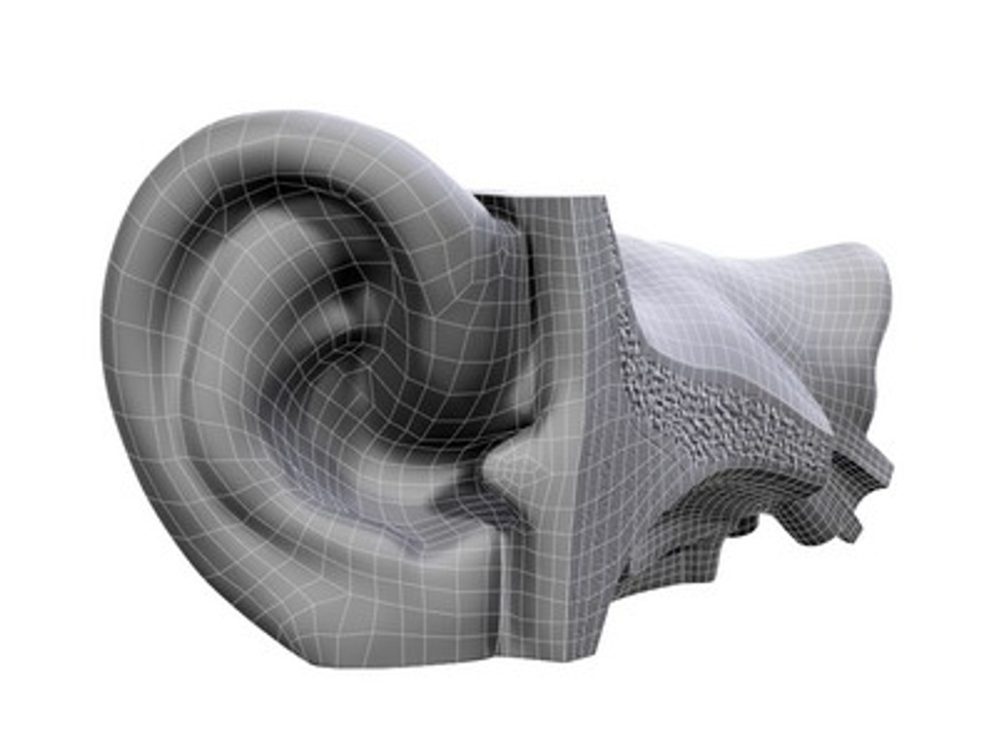 Ear Sectioned Anatomical Max