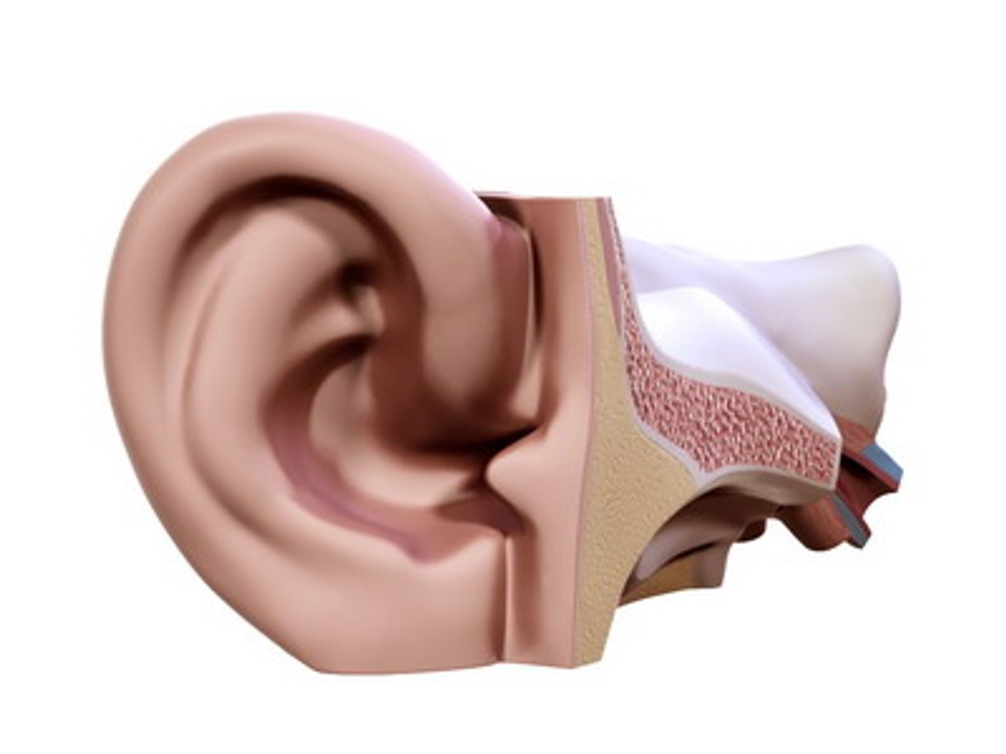 Ear Sectioned Anatomical Max