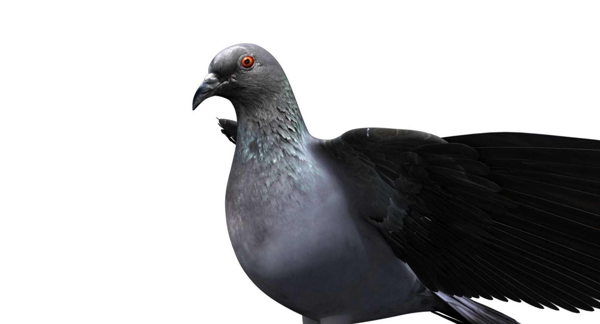 Pigeon 3D Model - TurboSquid 1433501