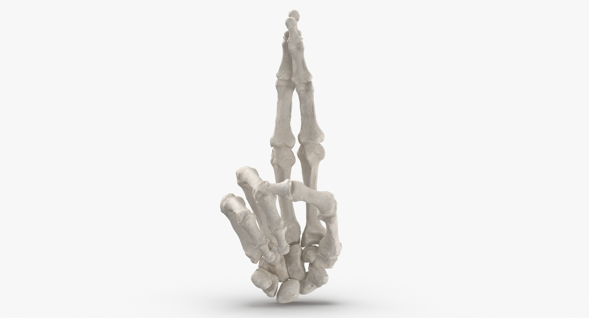 3D Human Hand Bones White Model - TurboSquid 1612142