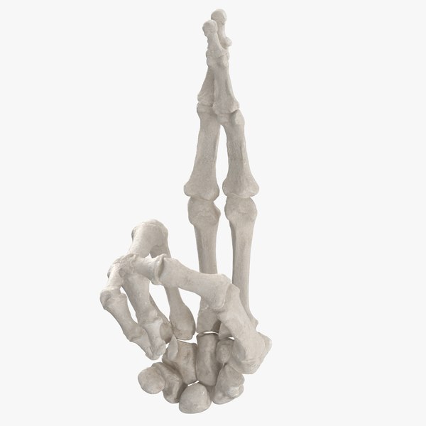 Skeletal Hand 3D Models for Download | TurboSquid