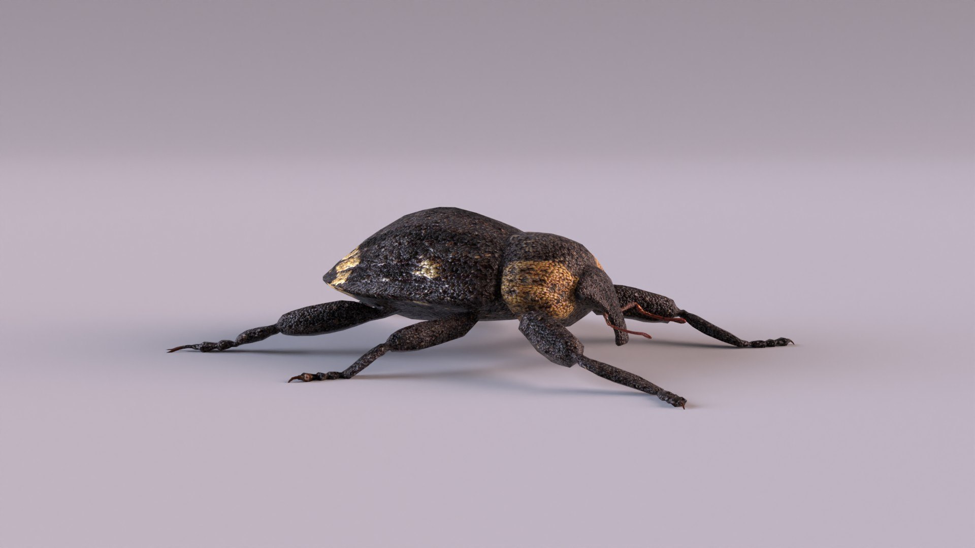 3D Weevil Beetle - TurboSquid 1539296
