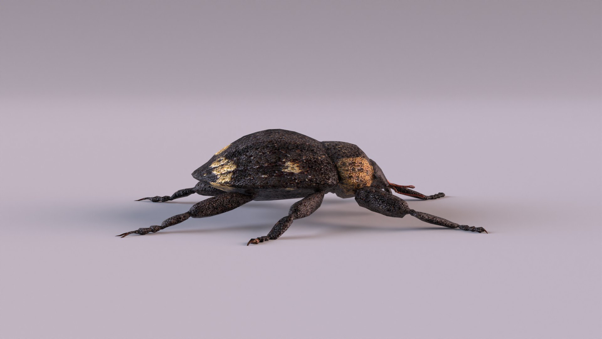 3D Weevil Beetle - TurboSquid 1539296
