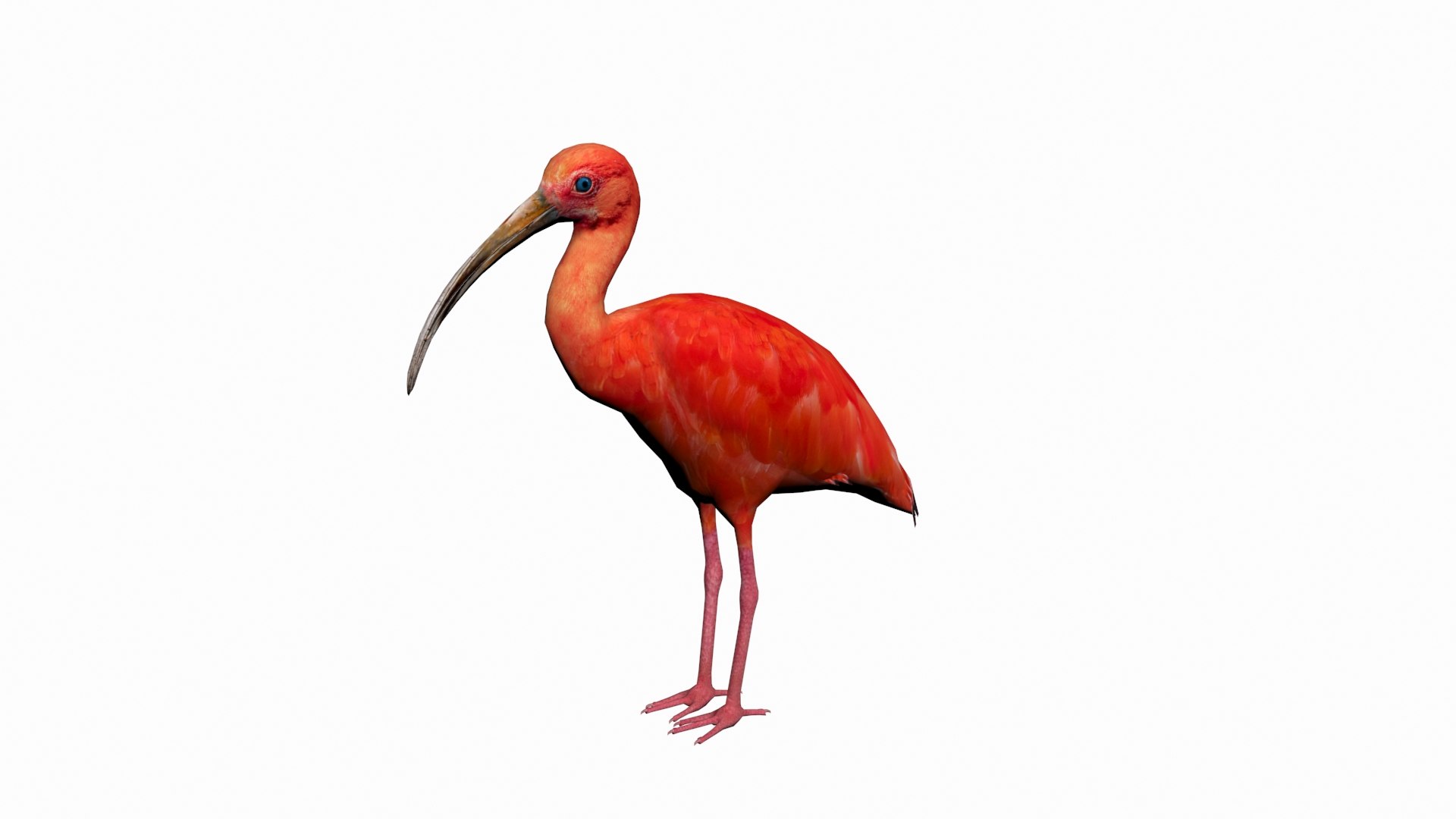 3D Scarlet Ibis Model - TurboSquid 1608771