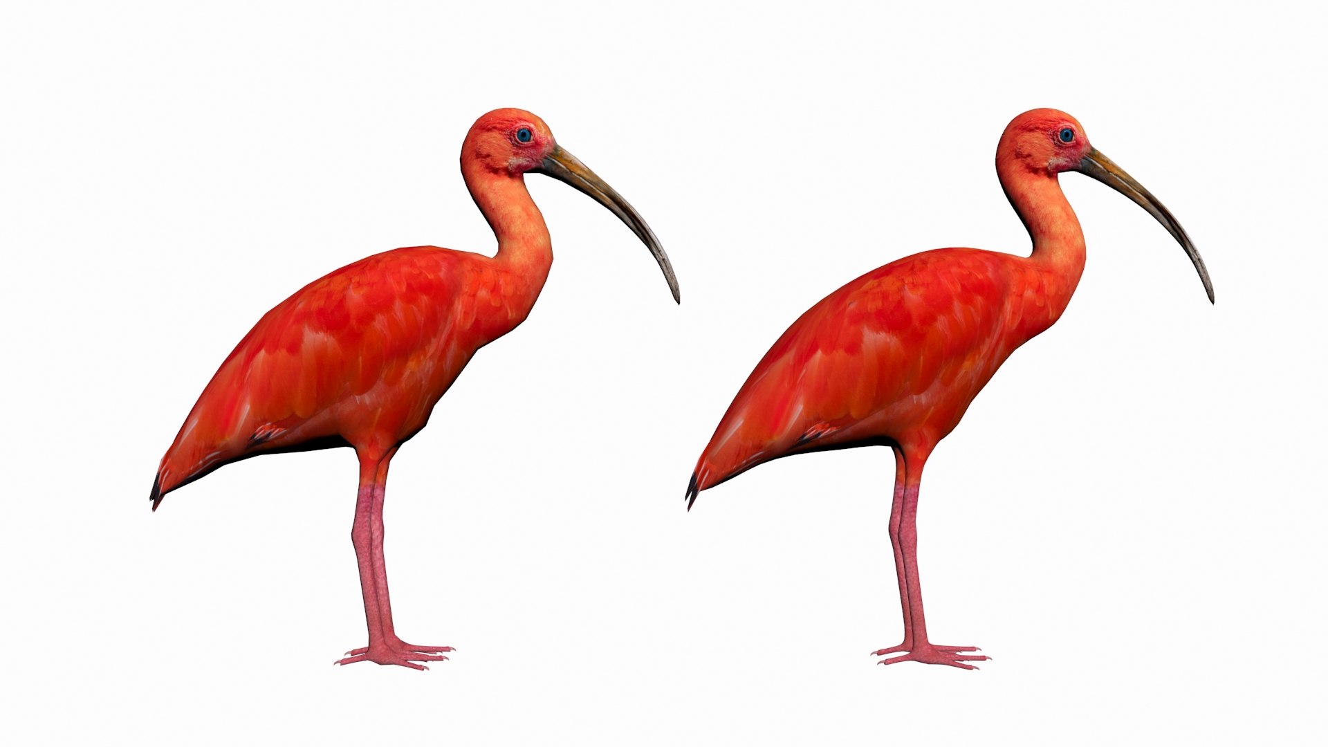 3D Scarlet Ibis Model - TurboSquid 1608771
