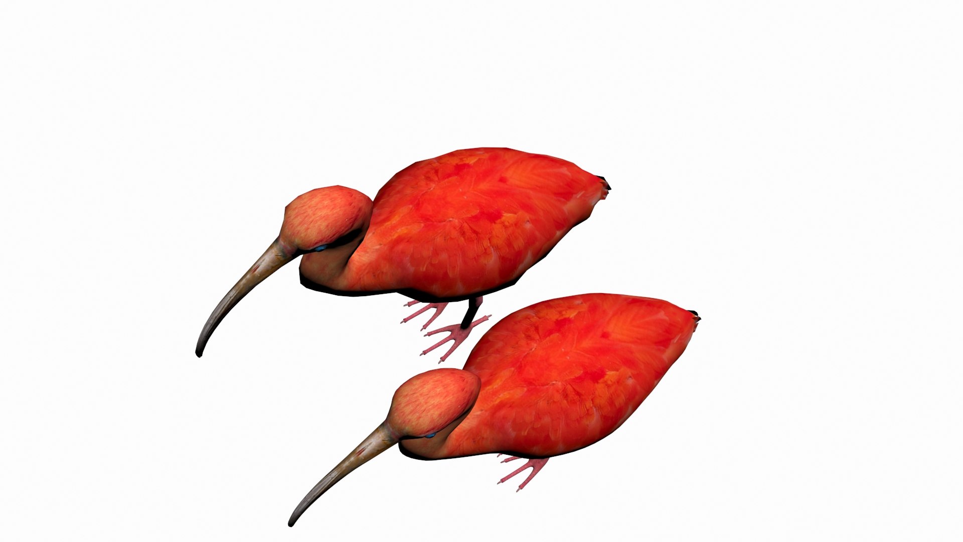 3D Scarlet Ibis Model - TurboSquid 1608771