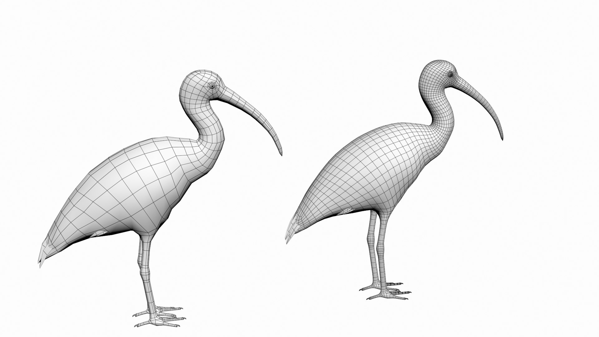 3D Scarlet Ibis Model - TurboSquid 1608771