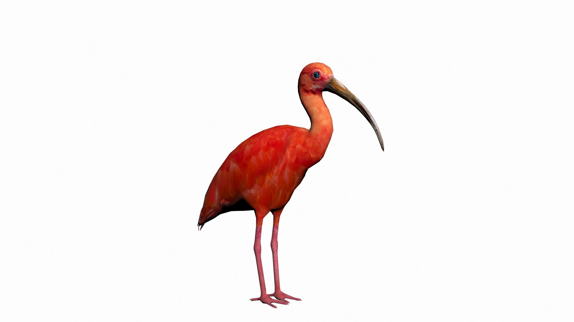 3D Scarlet Ibis Model - TurboSquid 1608771