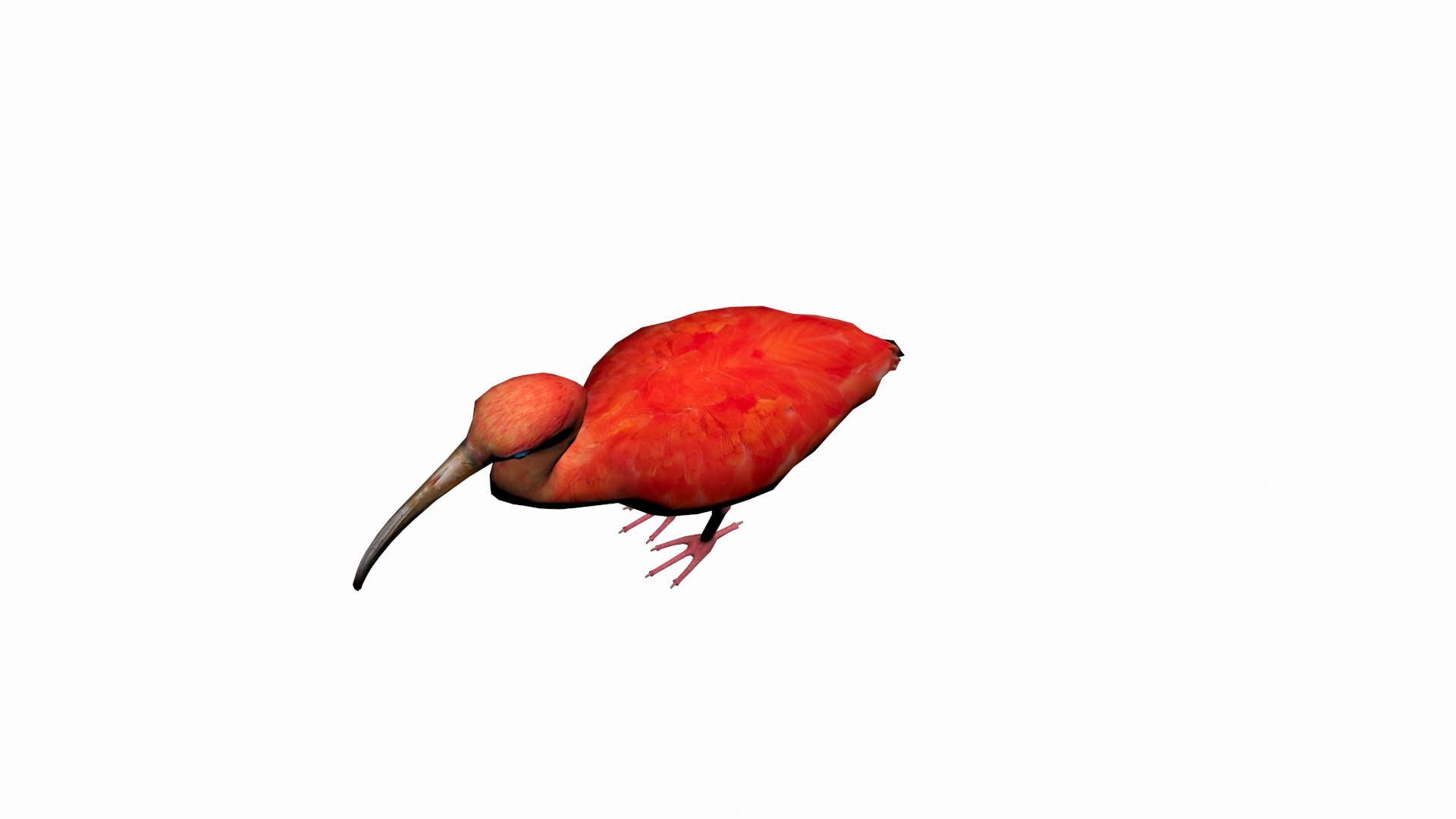 3D Scarlet Ibis Model - TurboSquid 1608771