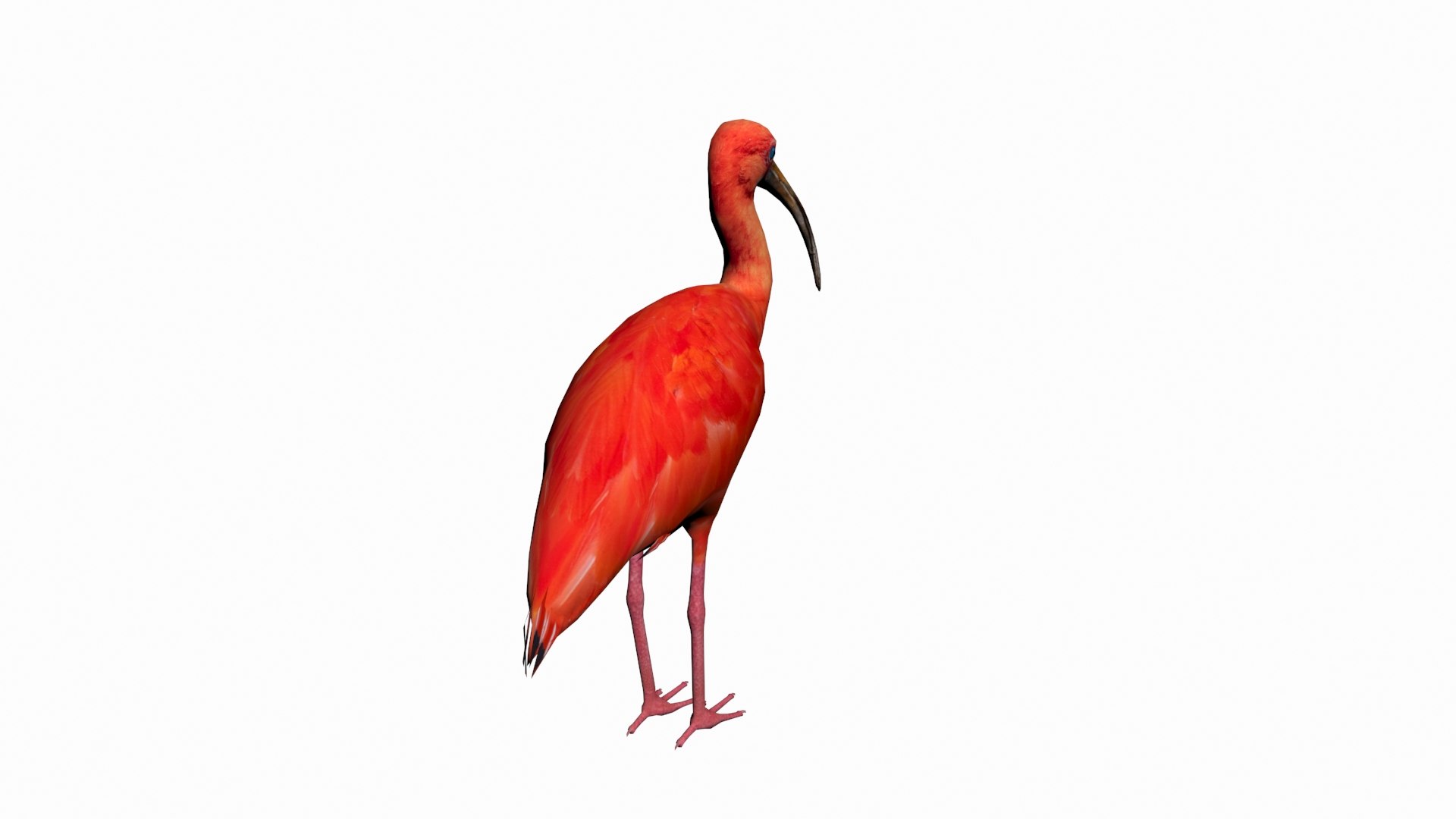 3D Scarlet Ibis Model - TurboSquid 1608771