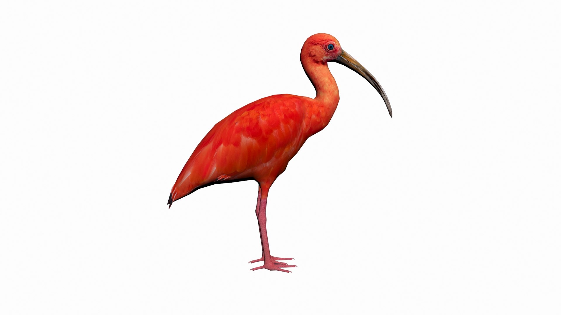 3D Scarlet Ibis Model - TurboSquid 1608771