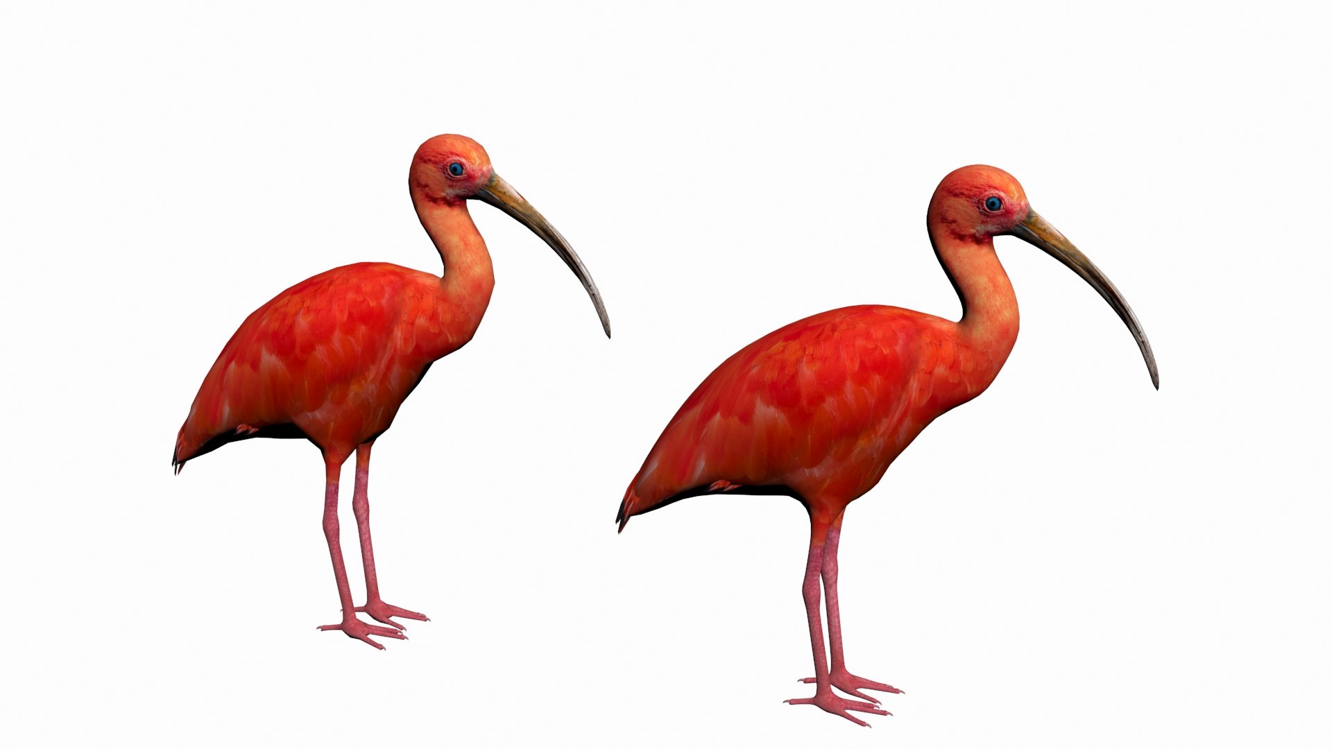 3D Scarlet Ibis Model - TurboSquid 1608771