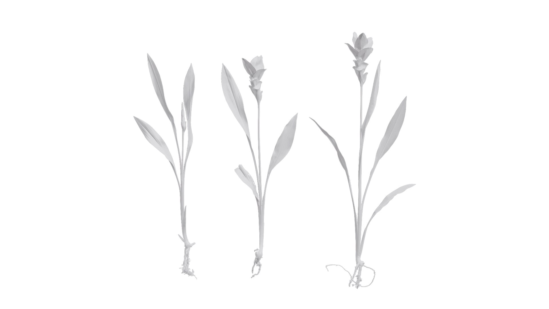 3D Anydrafts Curcuma Alismatifolia Atlas 03 Textures - TurboSquid 2354598