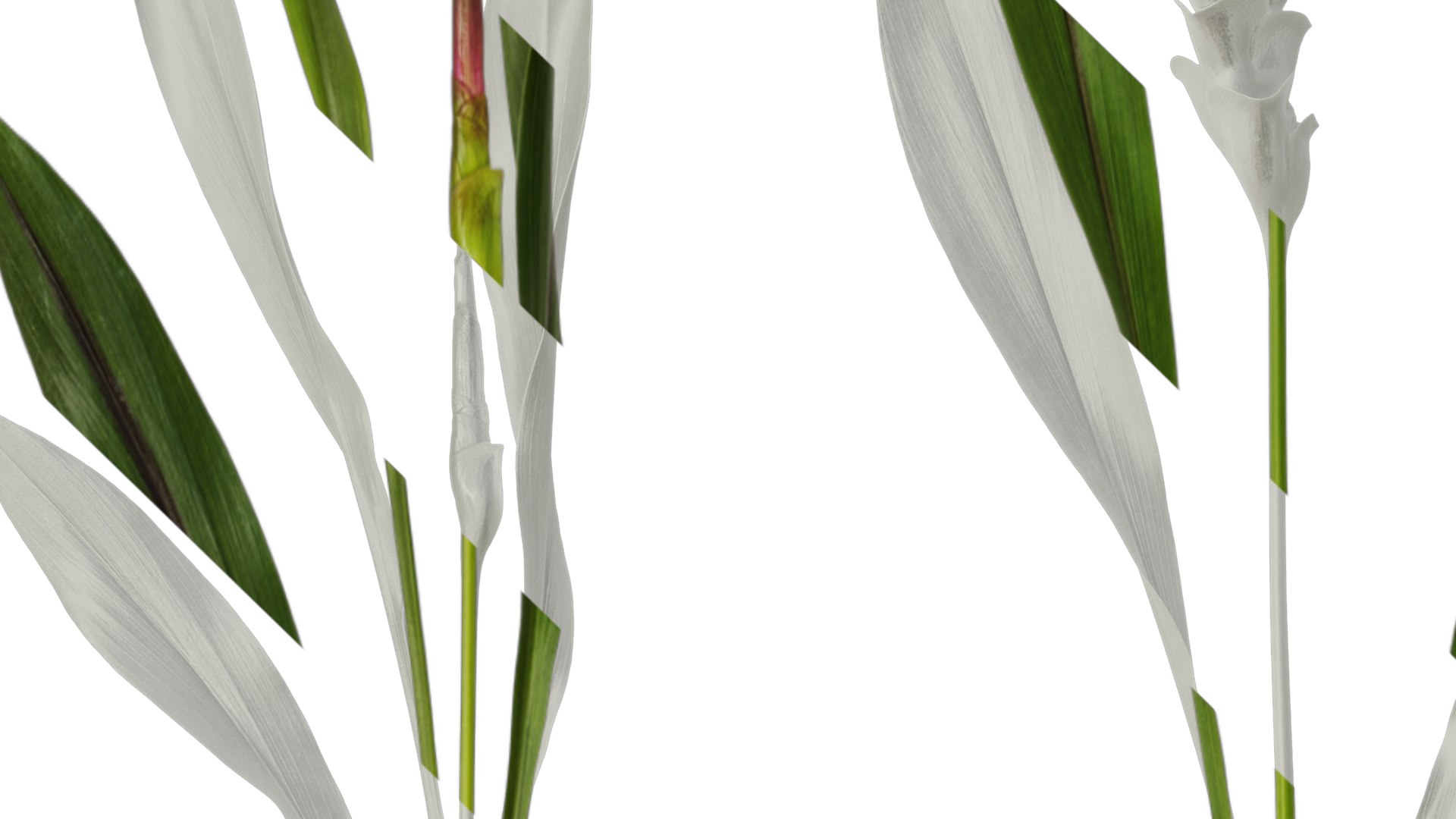 3D Anydrafts Curcuma Alismatifolia Atlas 03 Textures - TurboSquid 2354598