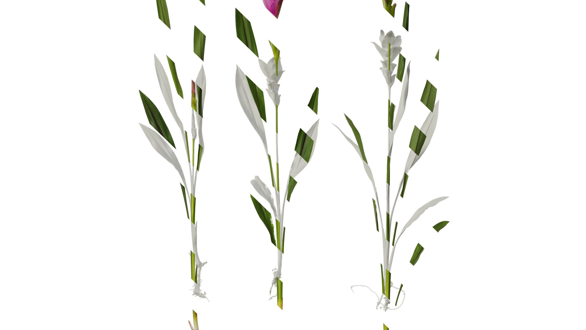 3D Anydrafts Curcuma Alismatifolia Atlas 03 Textures - TurboSquid 2354598