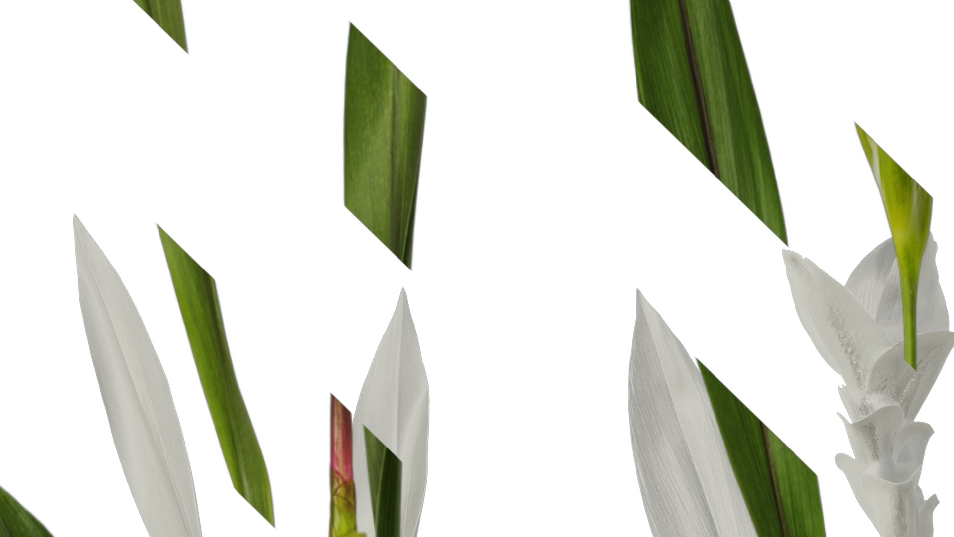 3D Anydrafts Curcuma Alismatifolia Atlas 03 Textures - TurboSquid 2354598