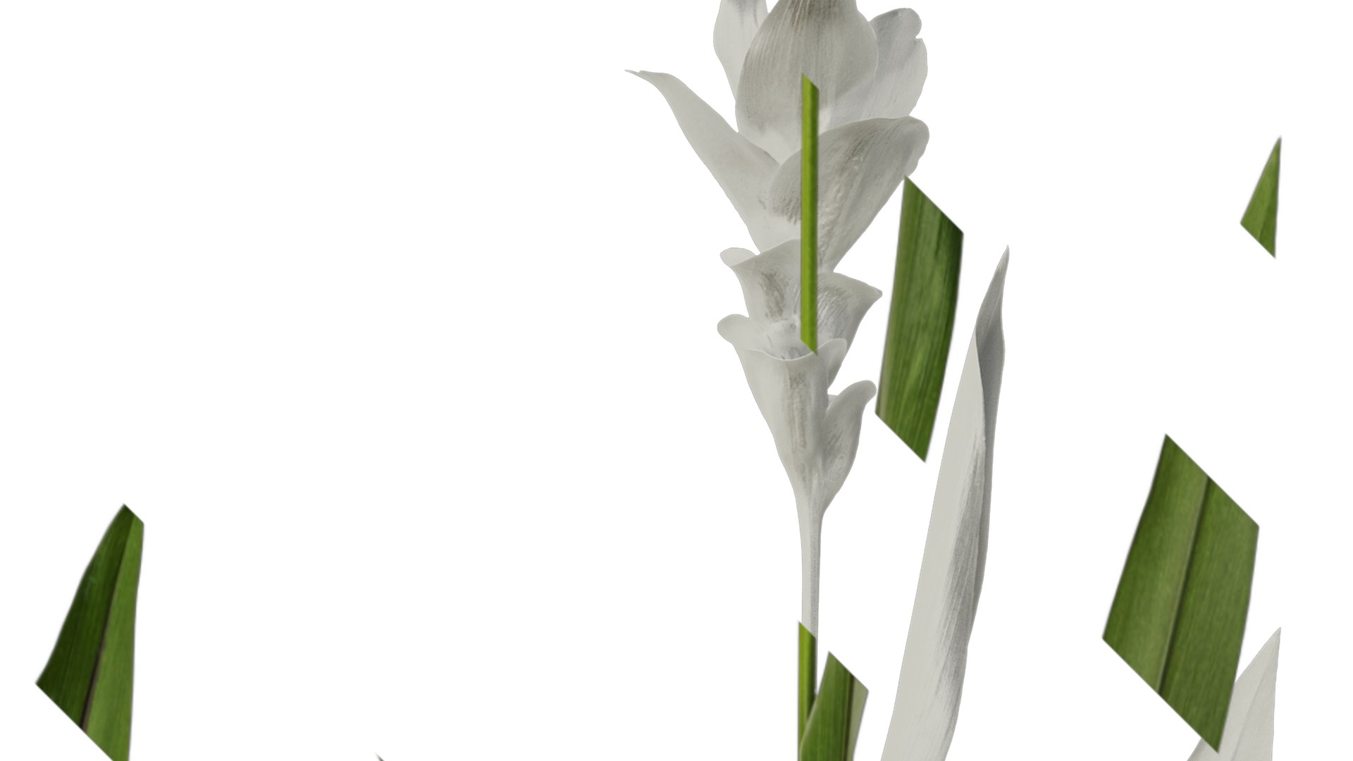 3D Anydrafts Curcuma Alismatifolia Atlas 03 Textures - TurboSquid 2354598
