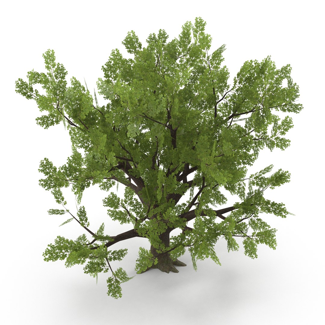 3D Old Oak Low Poly Model - TurboSquid 2339680