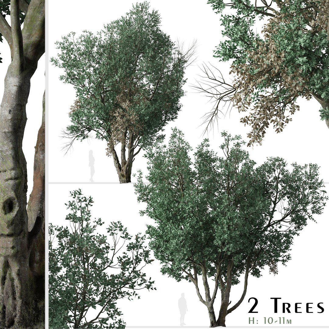 Set Of Tanbark Oak Or Lithocarpus Densiflorus Tree - 2 Trees 3D ...