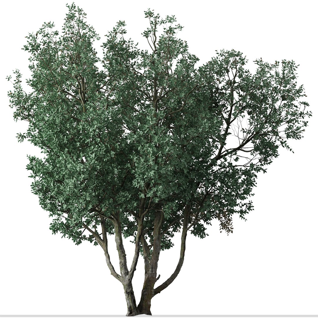 Set Of Tanbark Oak Or Lithocarpus Densiflorus Tree - 2 Trees 3D ...