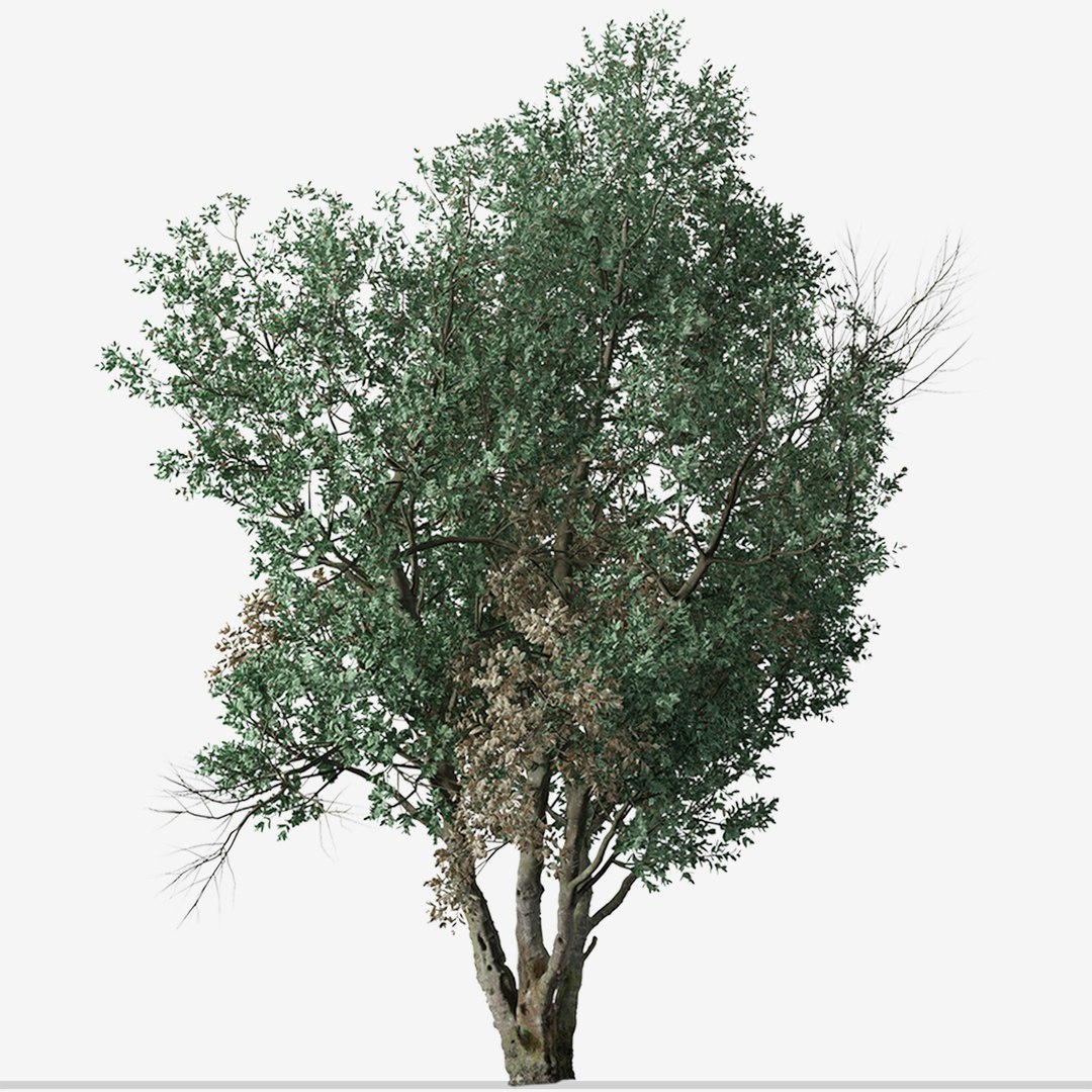 Set Of Tanbark Oak Or Lithocarpus Densiflorus Tree - 2 Trees 3D ...