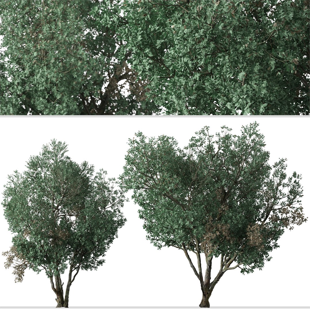 Set Of Tanbark Oak Or Lithocarpus Densiflorus Tree - 2 Trees 3D ...