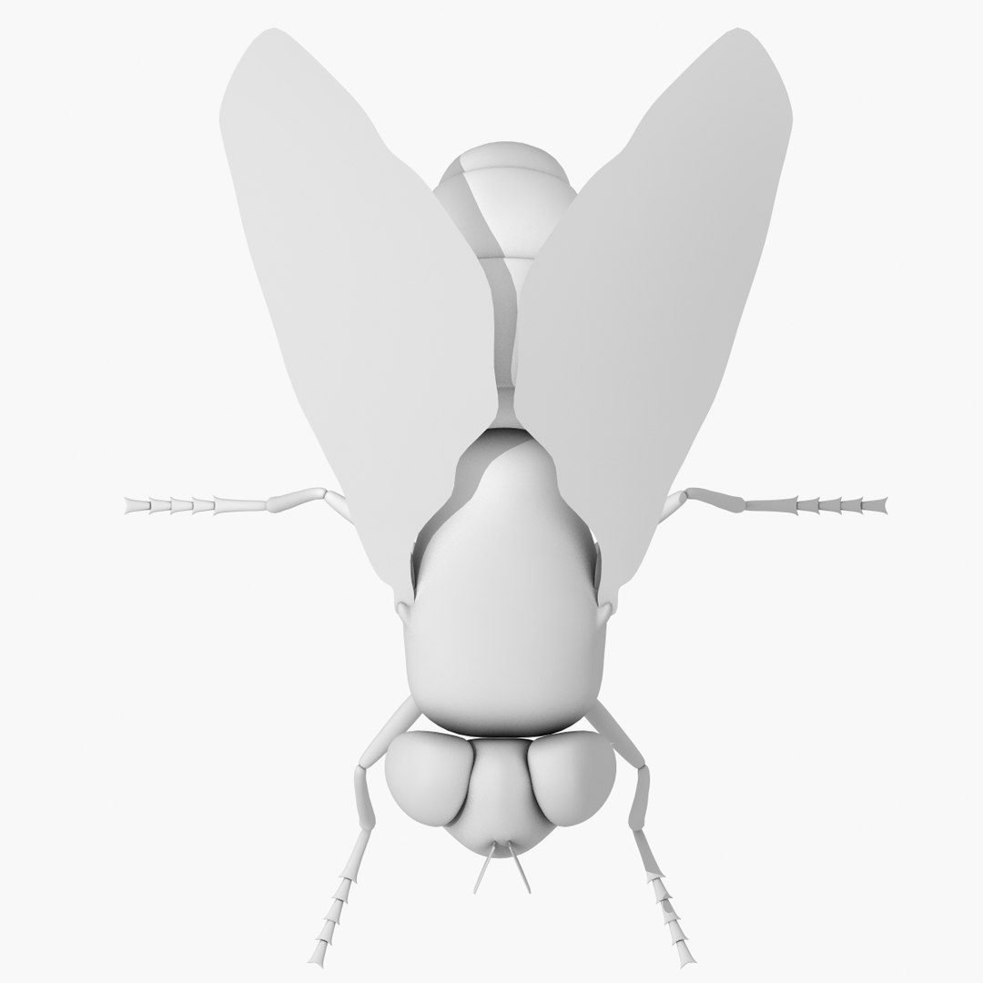Fly Bug Housefly 3d Max