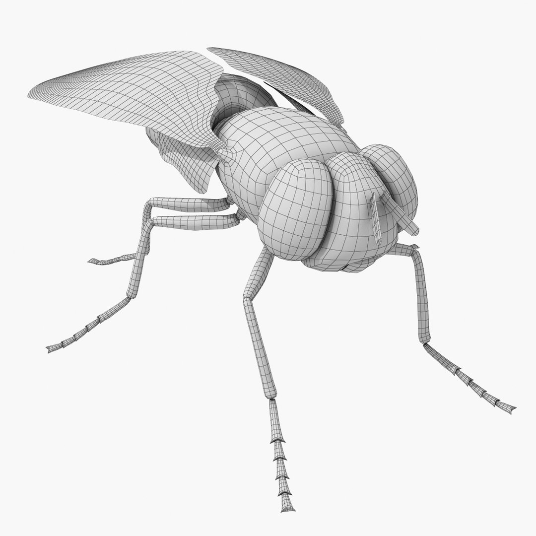 Fly Bug Housefly 3d Max