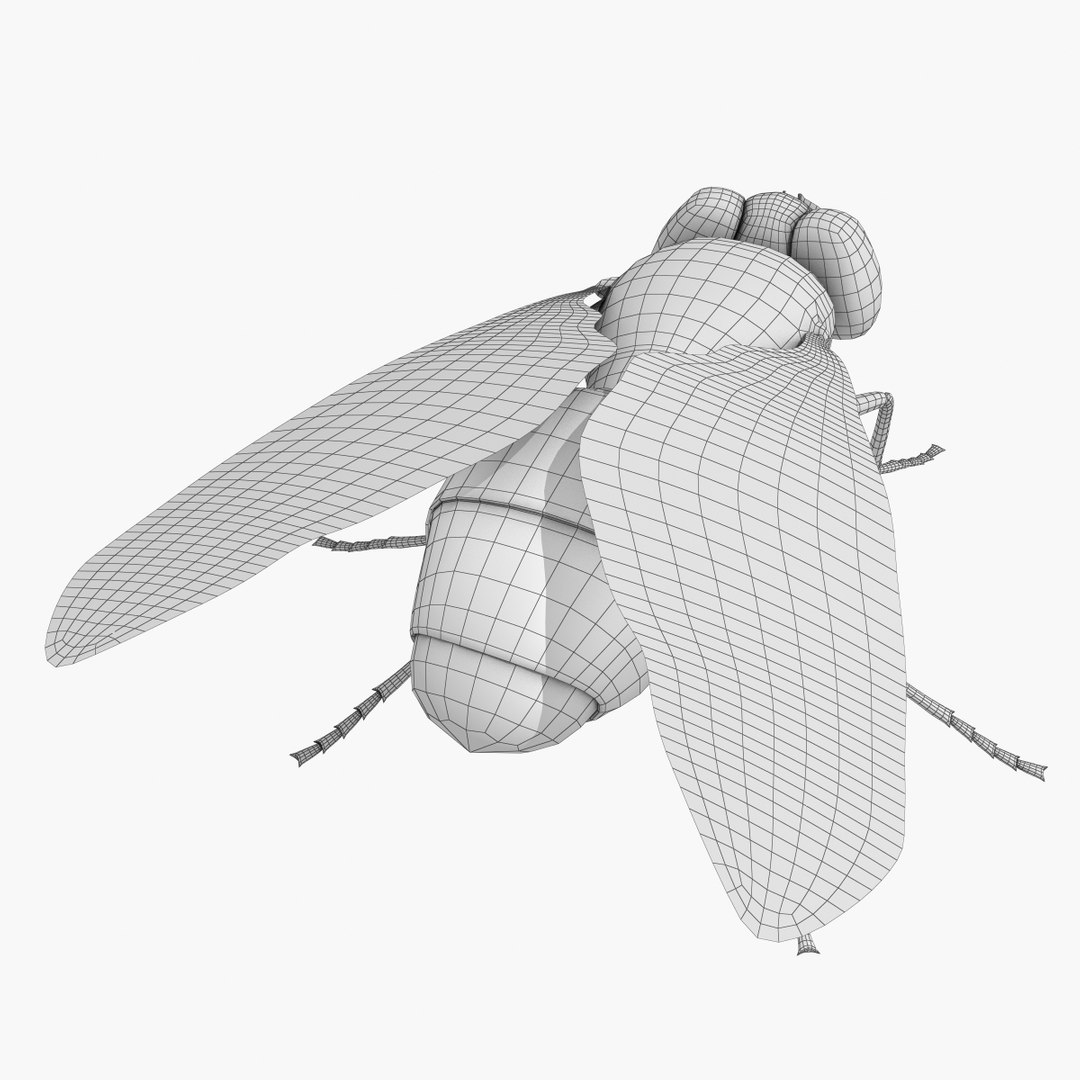 Fly Bug Housefly 3d Max